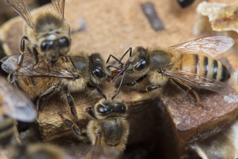 Probiotics to help defend crop-pollinating honeybees from common ...
