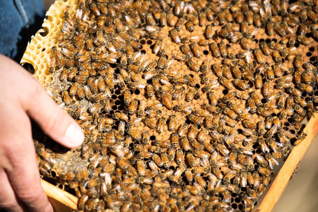 Farm Business Resilience Programs Across Australia - Australian Honey ...