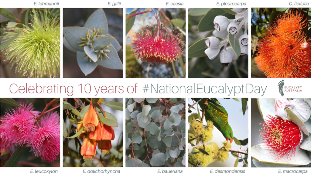 National Eucalypt Day - 23rd March 2023 - Australian Honey Bee Industry ...