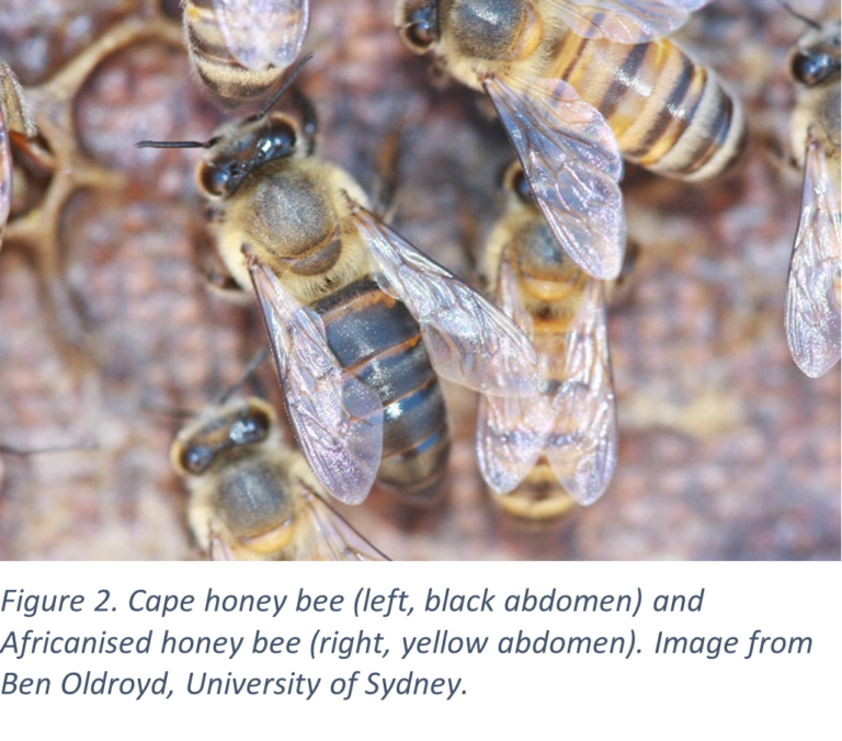 Bee Aware of Exotic Bees - Australian Honey Bee Industry Council
