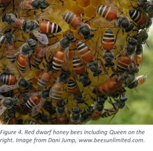 Bee Aware of Exotic Bees - Australian Honey Bee Industry Council