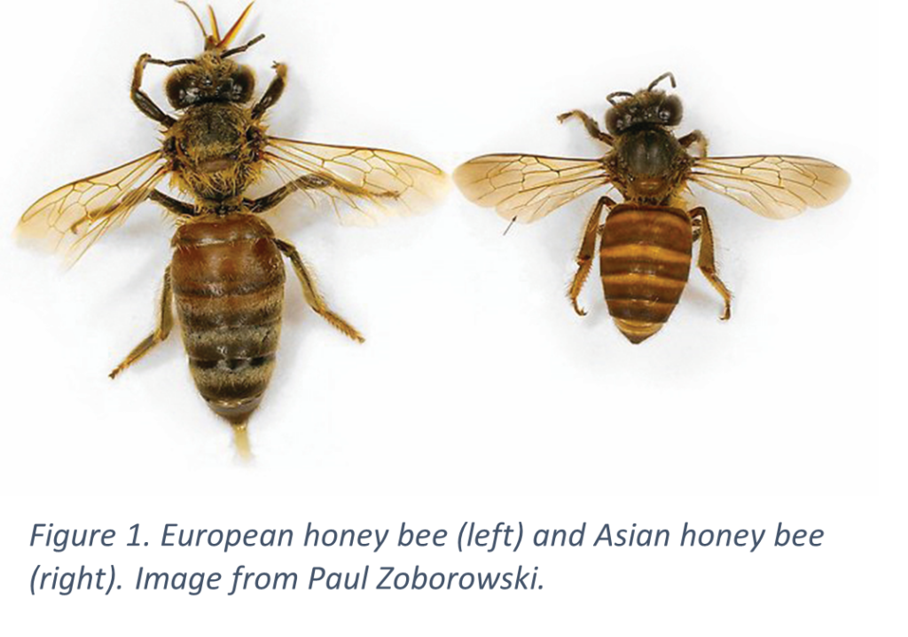 Bee Aware of Exotic Bees - Australian Honey Bee Industry Council