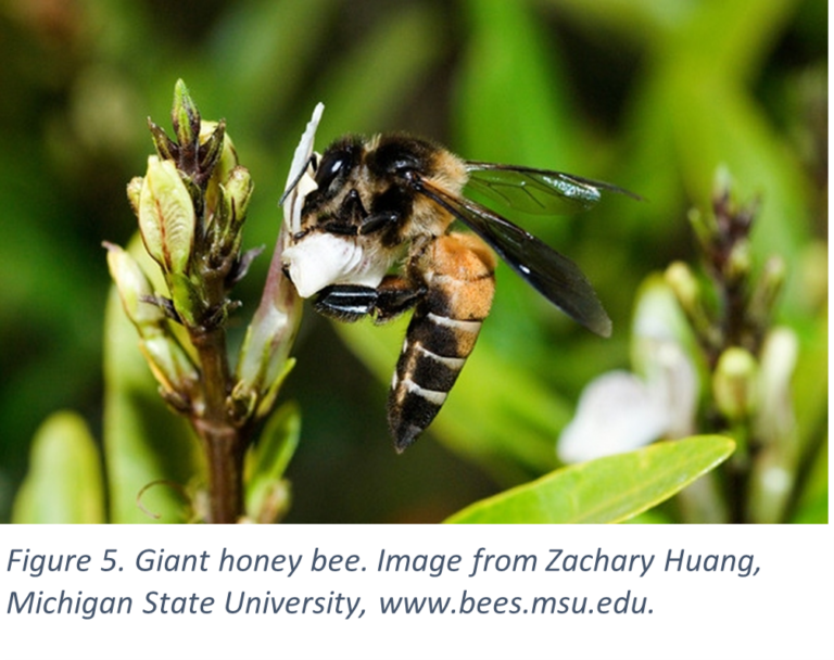 Bee Aware of Exotic Bees - Australian Honey Bee Industry Council