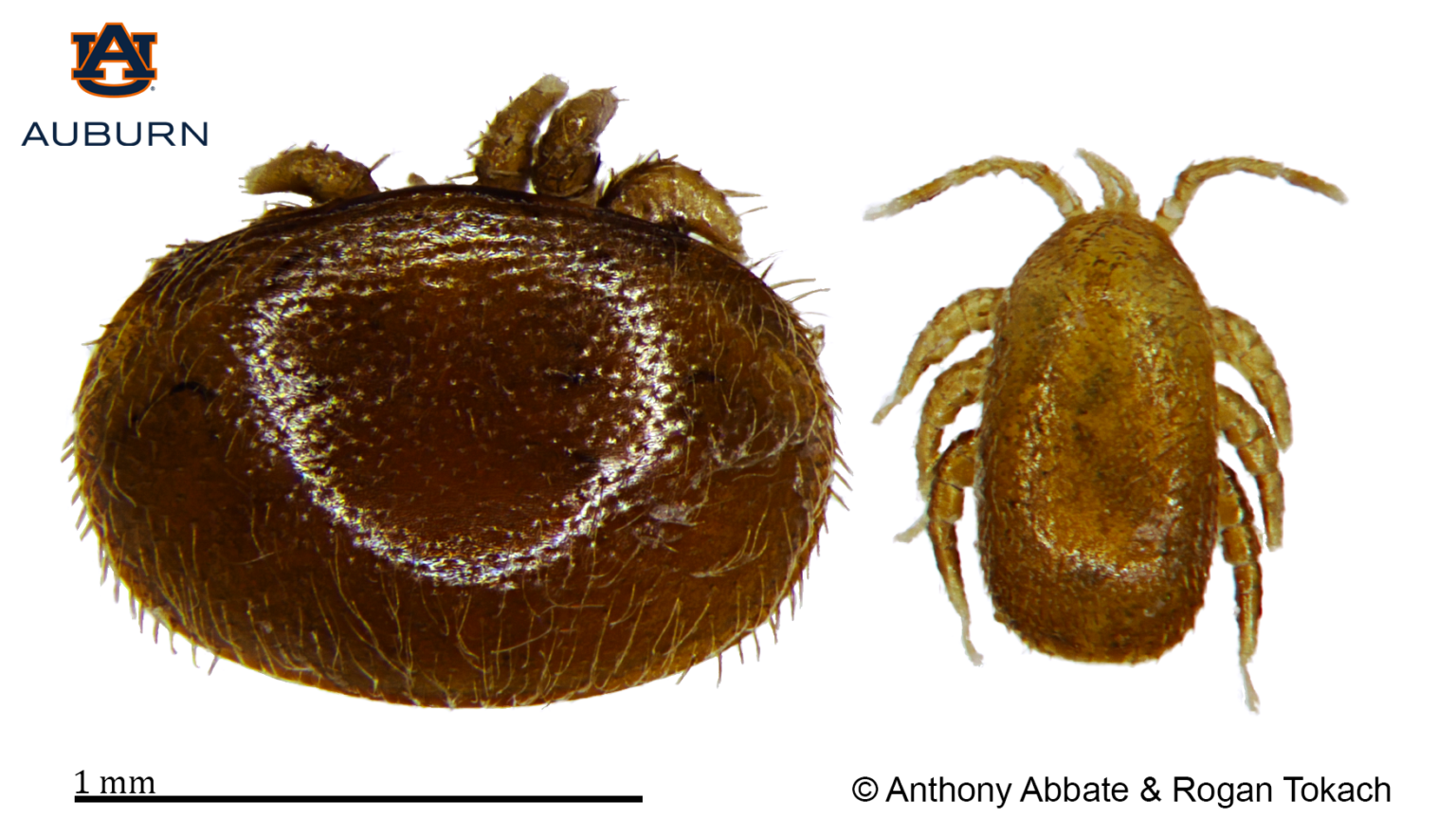 Tropilaelaps Mites - Australian Honey Bee Industry Council