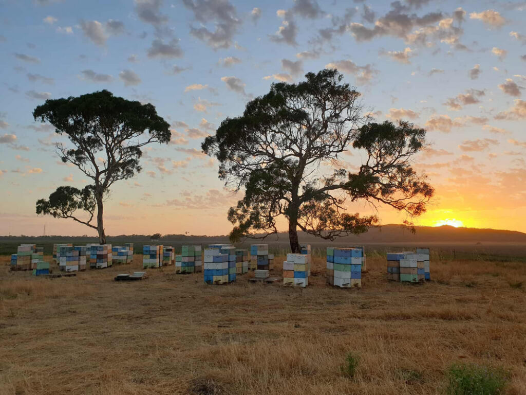 Apimondia 2025 Global Honey Bar - Australian Honey Bee Industry Council